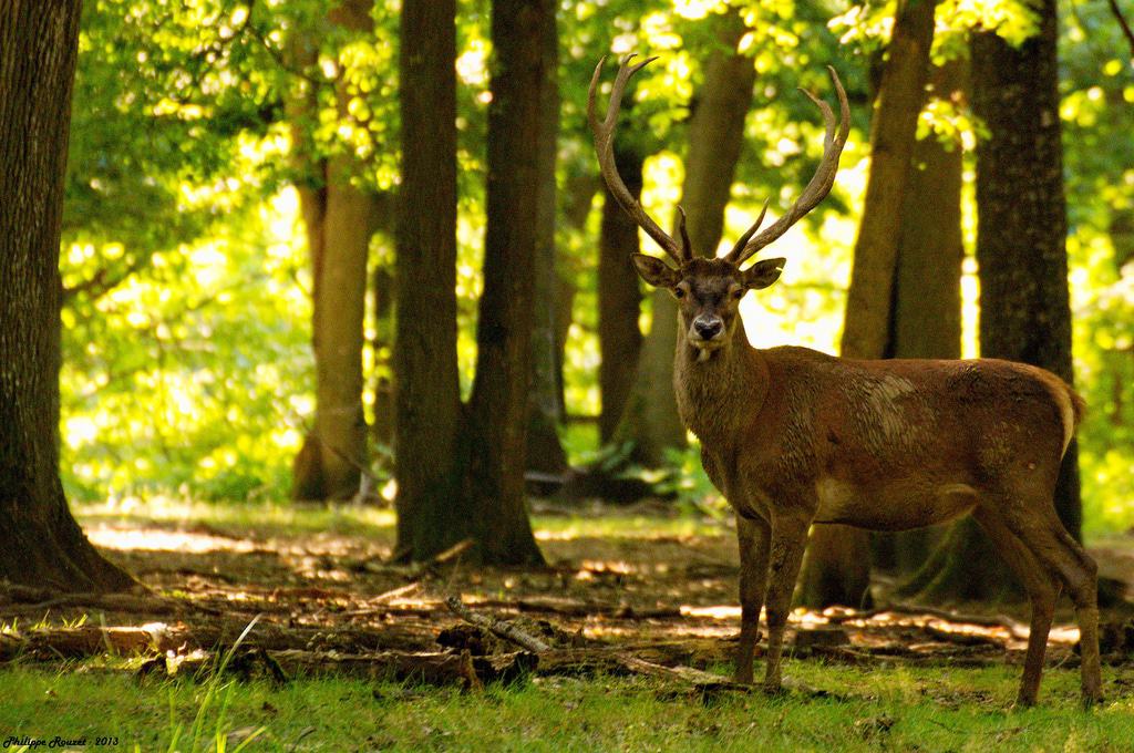 15 Best Things to Do in Rambouillet (France) - The Crazy Tourist