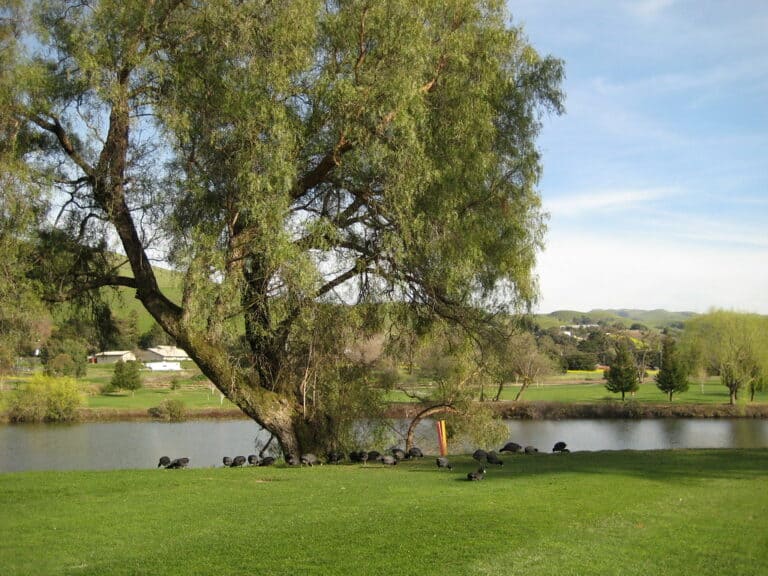 15 Best Things to Do in Milpitas (CA) - The Crazy Tourist